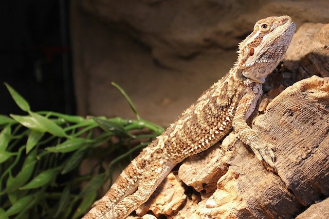 15 Bearded Dragon Behaviors and What They Could Mean | Dragon's Diet