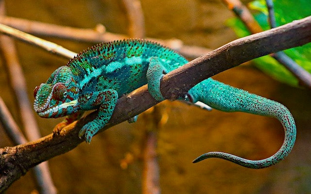 The Beginner’s Guide to Owning a Chameleon – Dragon's Diet