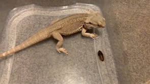 How Long Do Tarantulas Live? Tarantula Lifespan Chart – Dragon's Diet