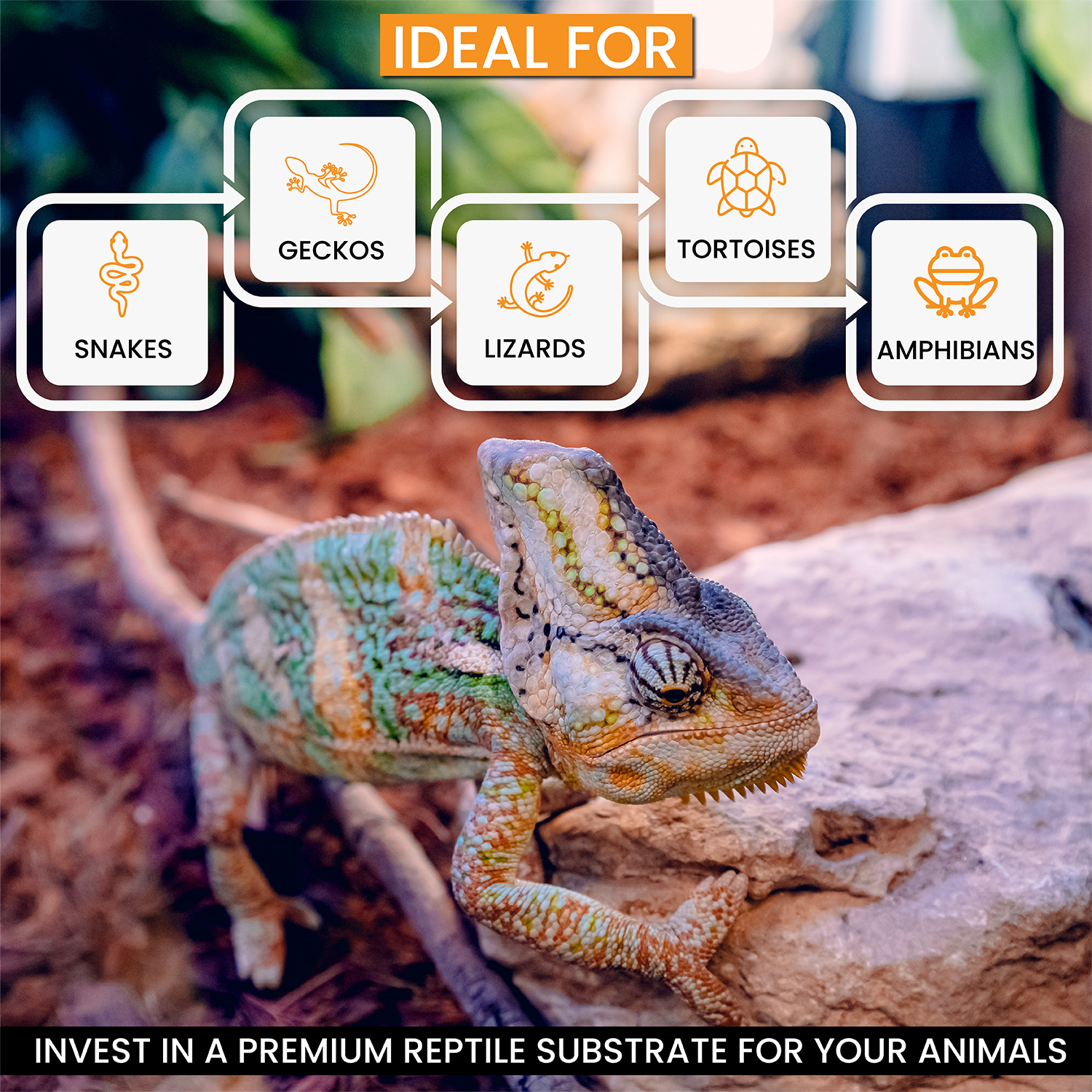 Shop Reptile Food & Supplies Online | Fast Shipping | Live Arrival ...